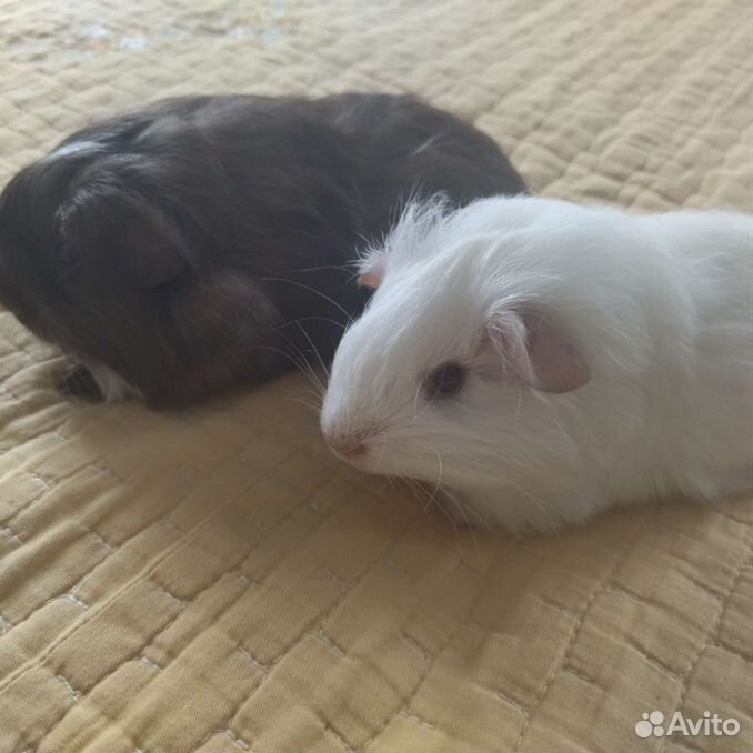 Морские свинки шелти