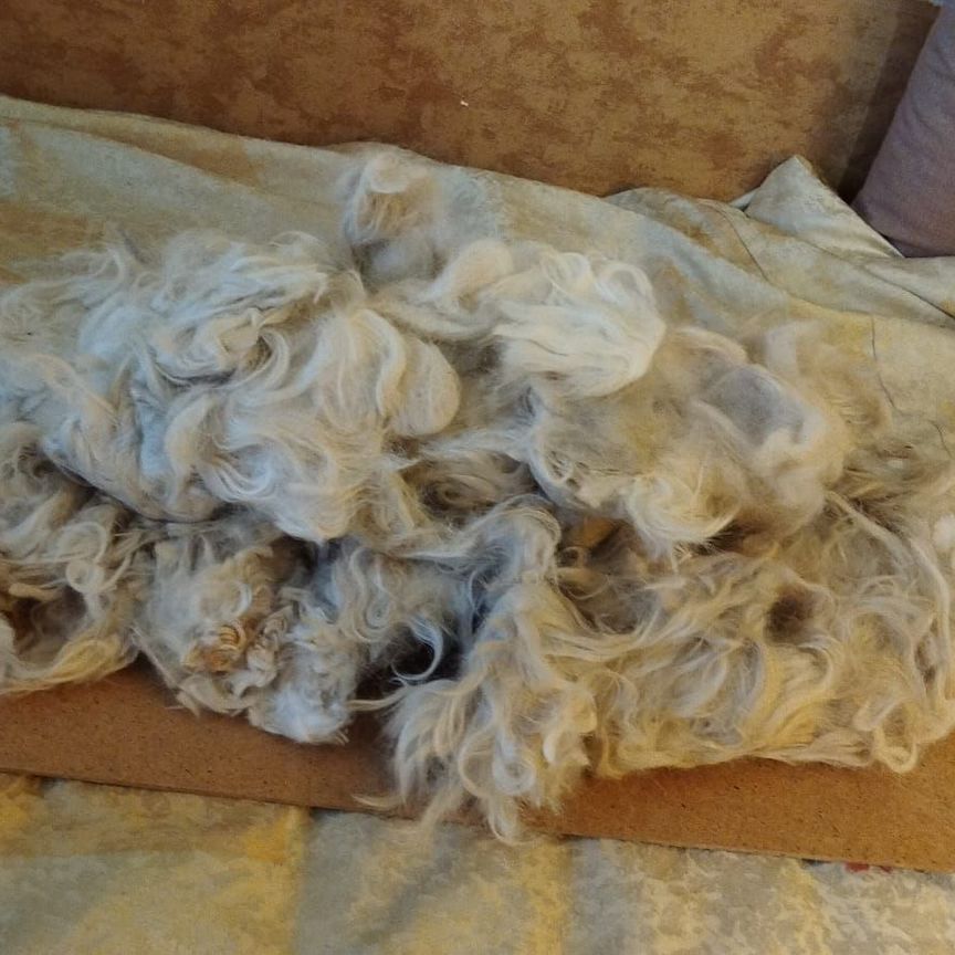 Пряжа из собачьей шерсти