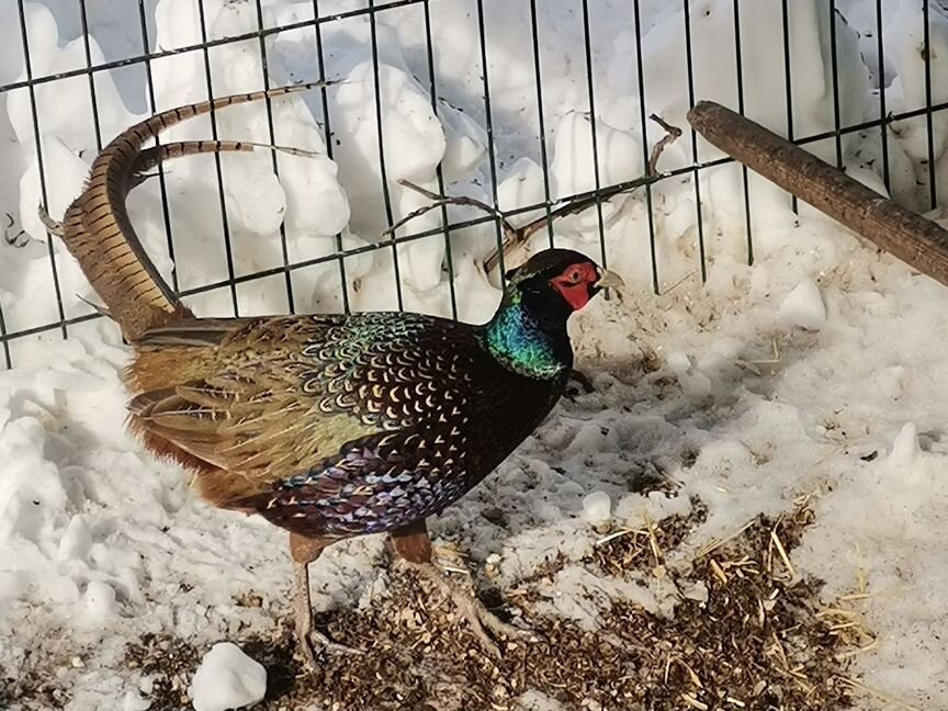 Фазан охотничий, румынский