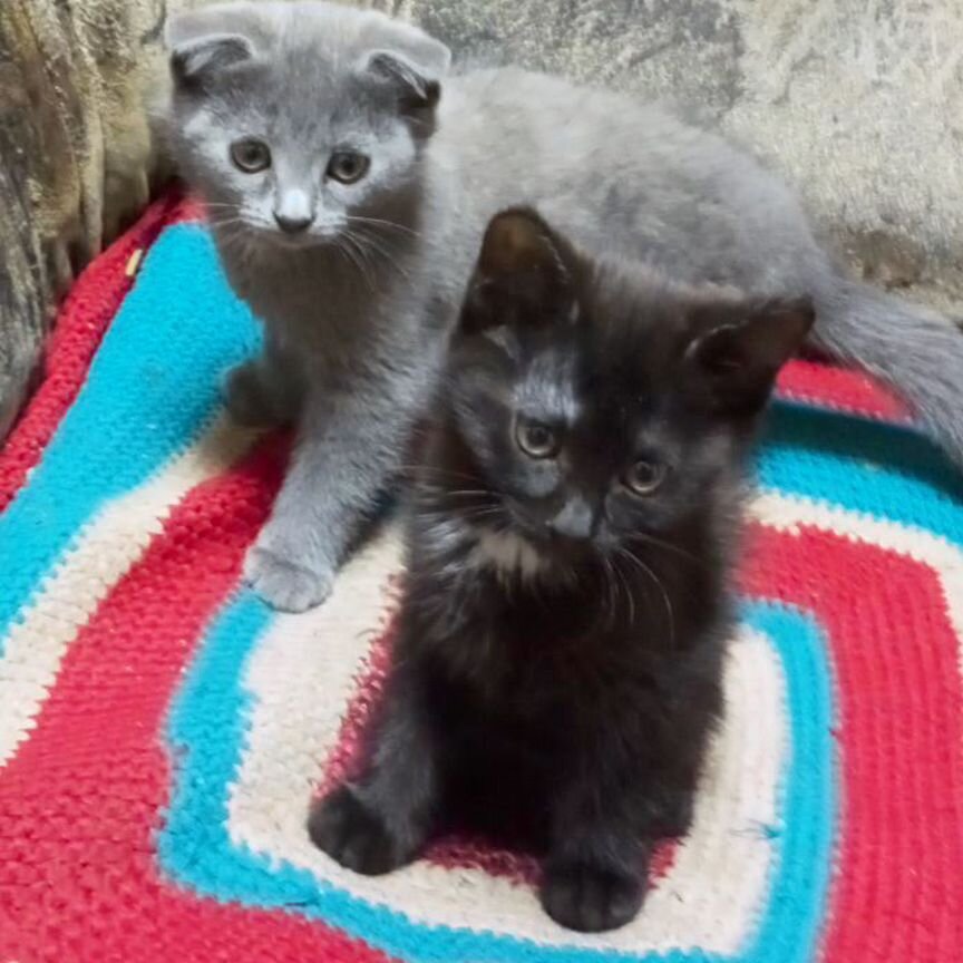 Котята в добрые бесплатно