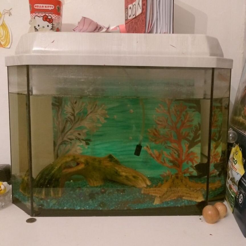 Аквариум 30 л с большим сомом