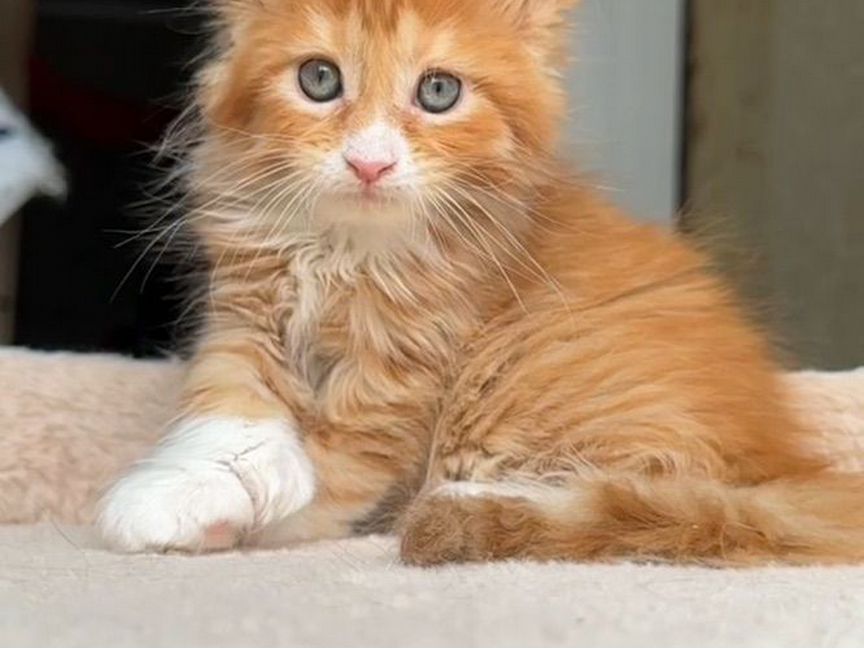 Мейн-кун полидакт девчушка