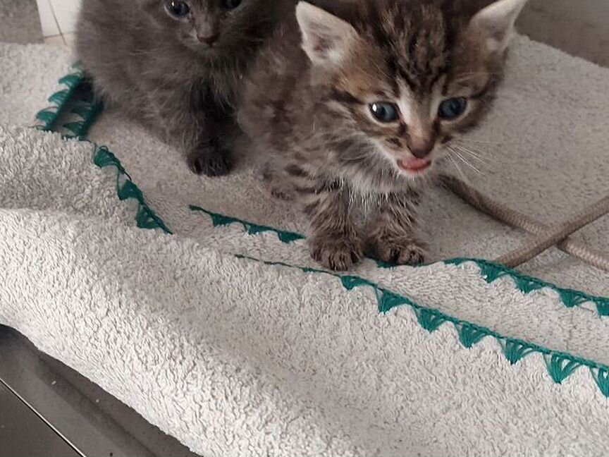 Кошка