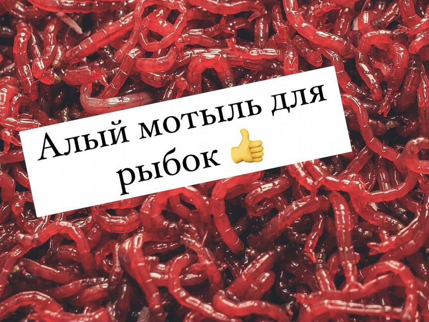 Алый крупный мотыль