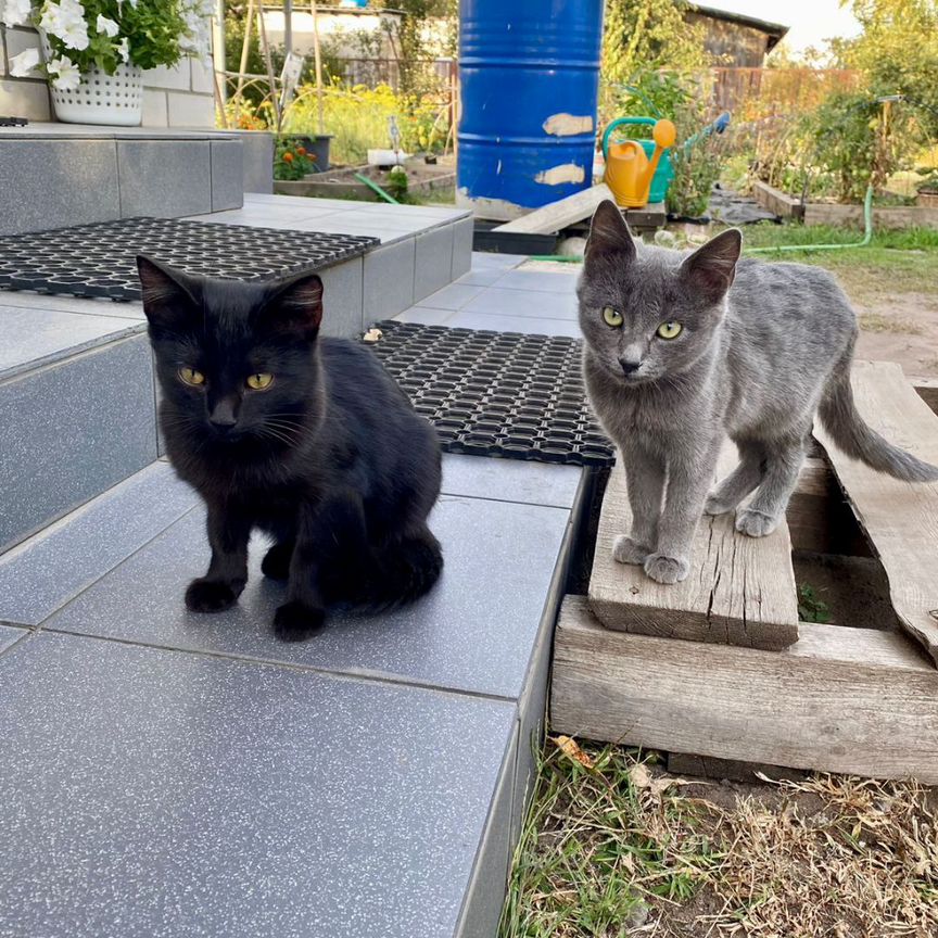 2 котенка. Отдадим в добрые руки