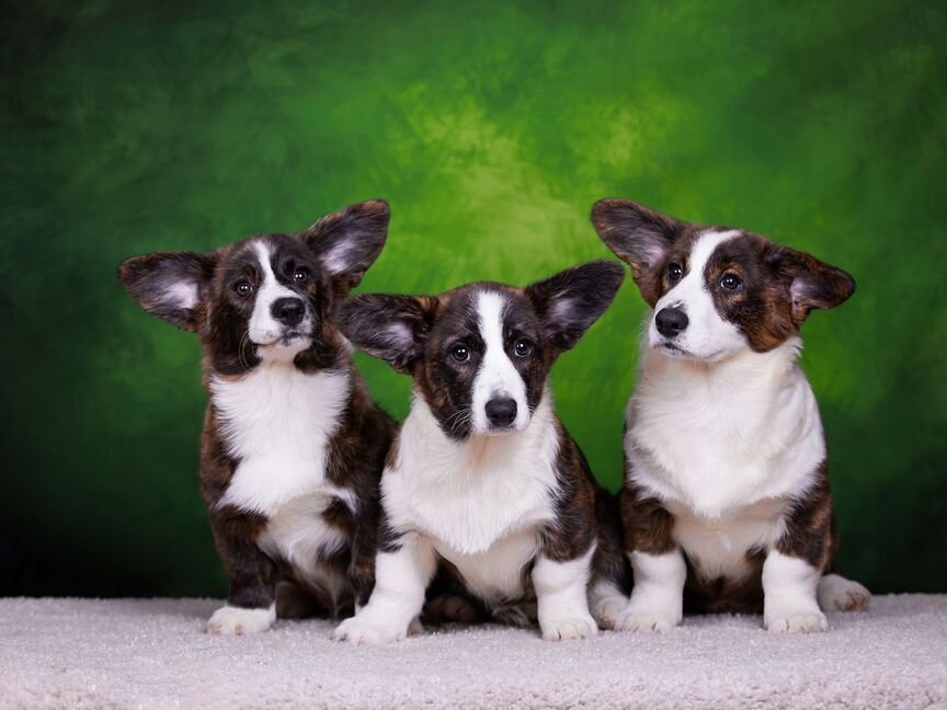 Щенки вельш корги кардигана