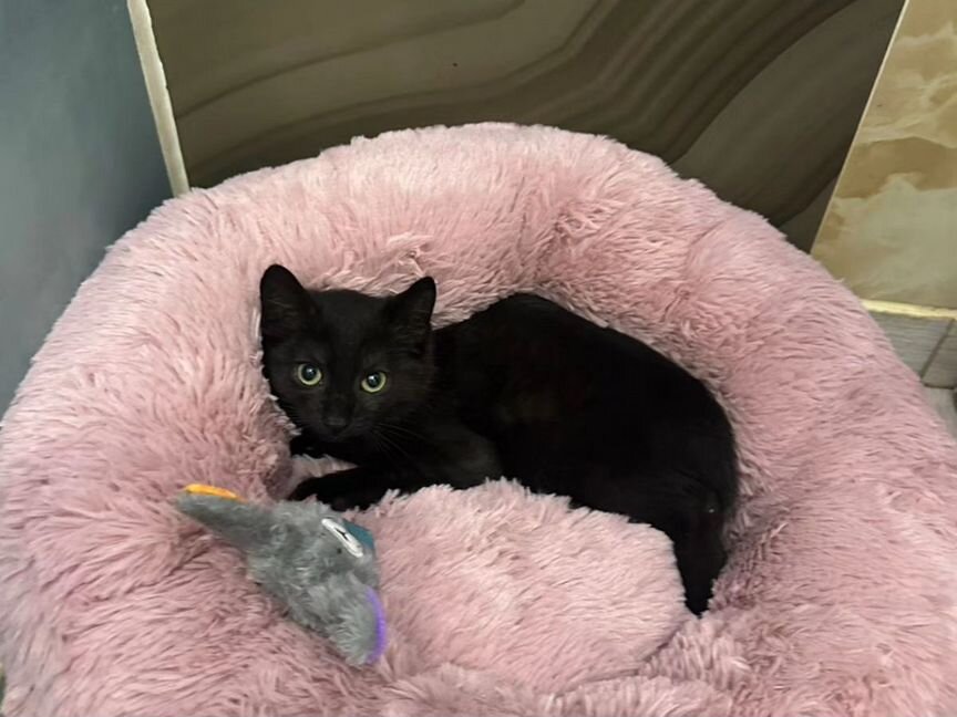 Котенок Девочка в добрые руки