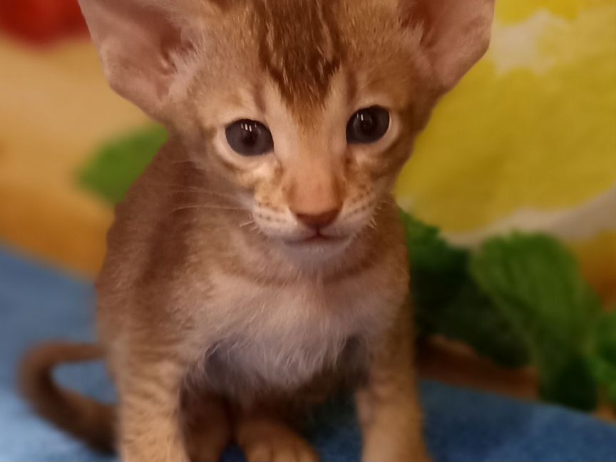 Ориентальная