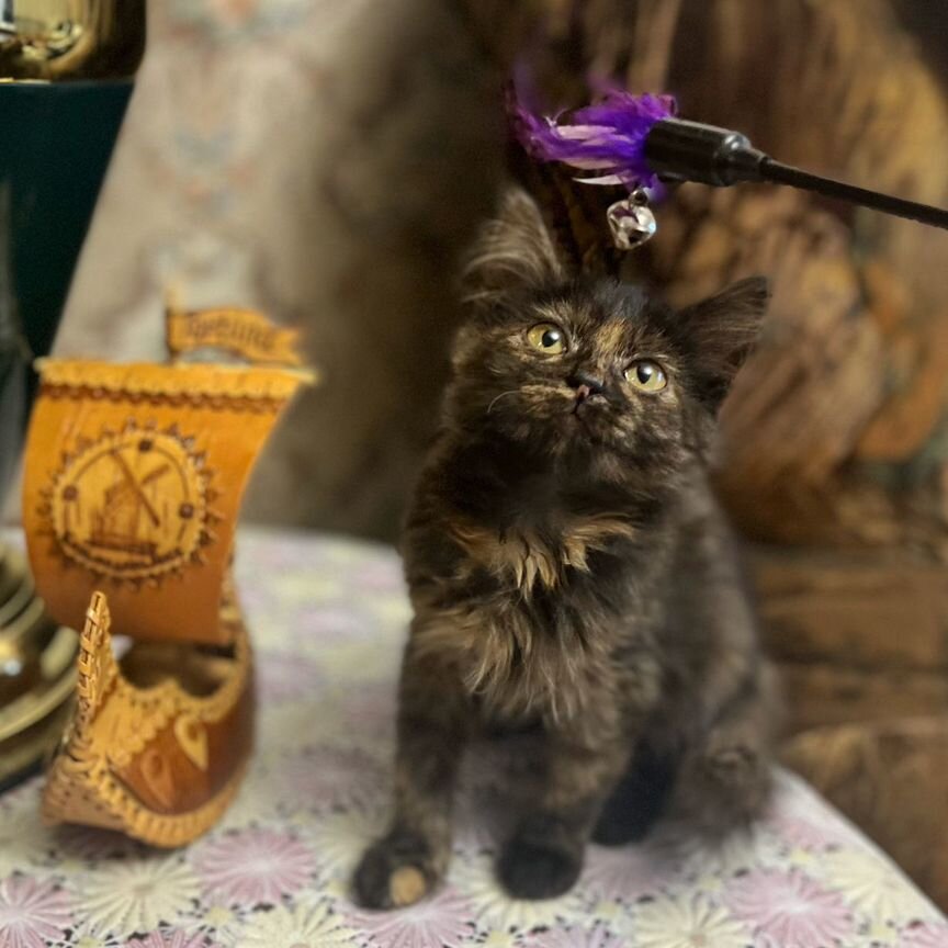 Котёнок Тэффи в добрые руки