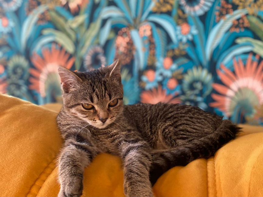 Кошечка в добрые руки