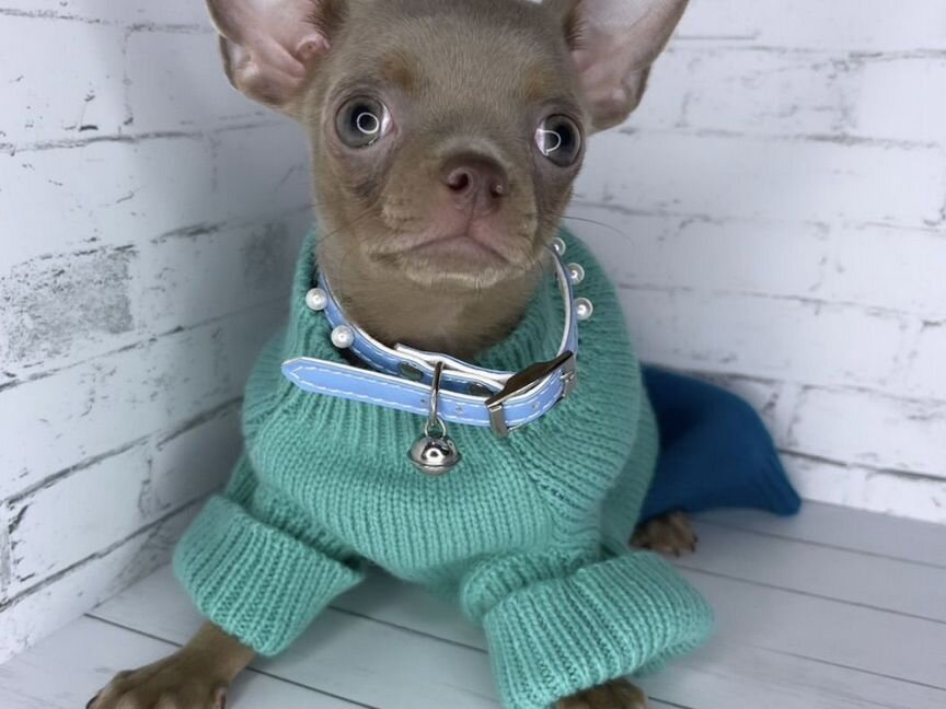 Шикарный лиловый мини мальчик