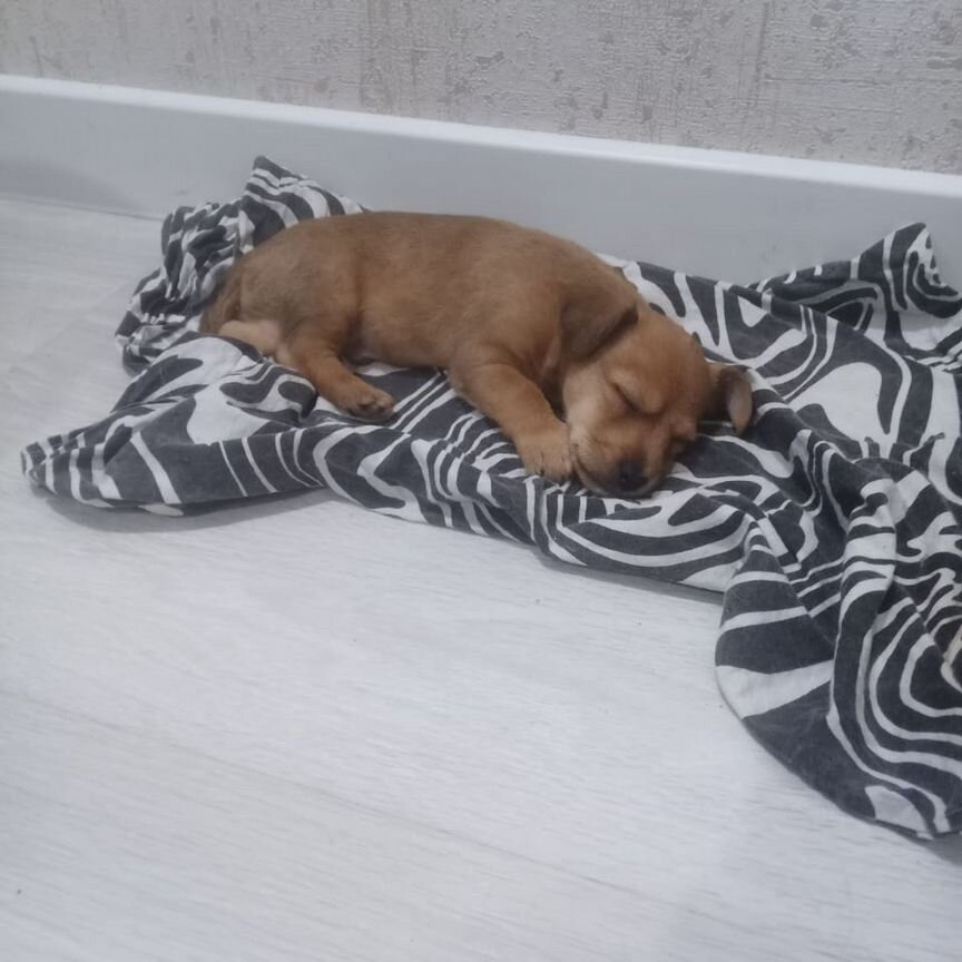 Щенок повесь той-тертера