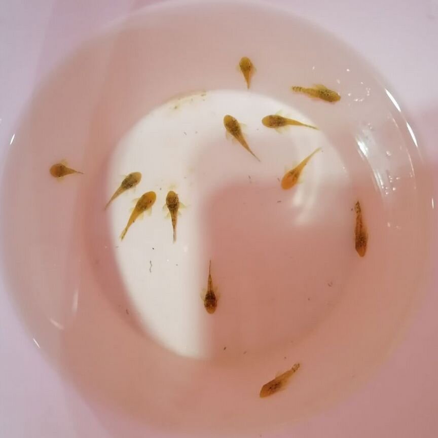 Малёк сомика анцитрус