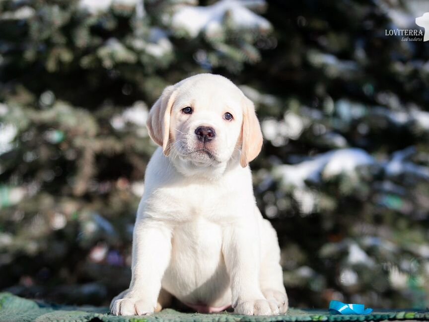 Продается палевый мальчуган