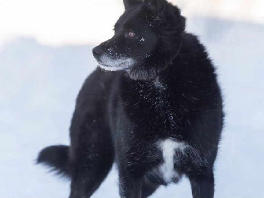Собака Зара в добрые руки бесплатно
