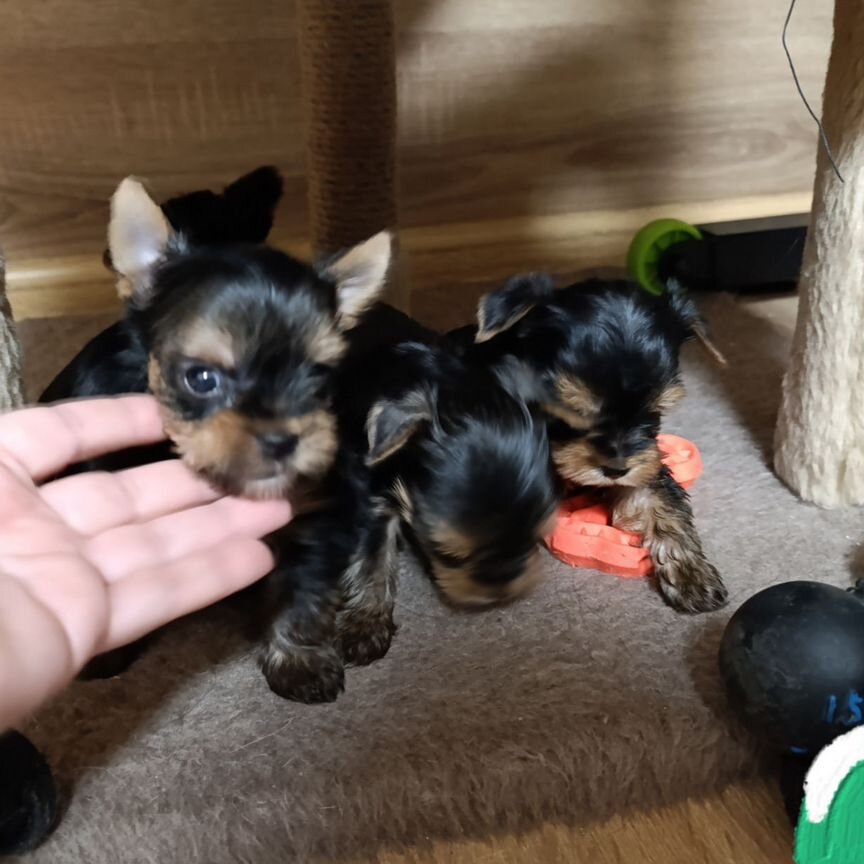 Йоркширский терьер, щенок