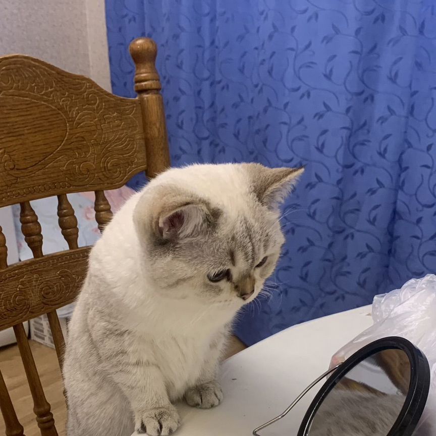 Котята
