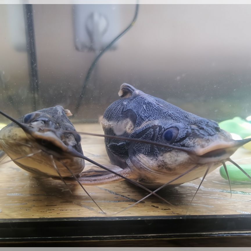 Сом платидорас