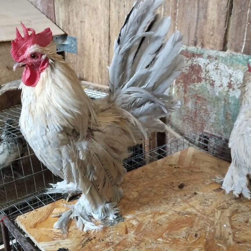 Декоративные куры