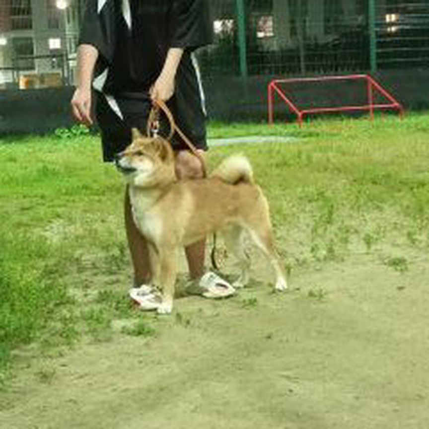 Бесплатно сиба