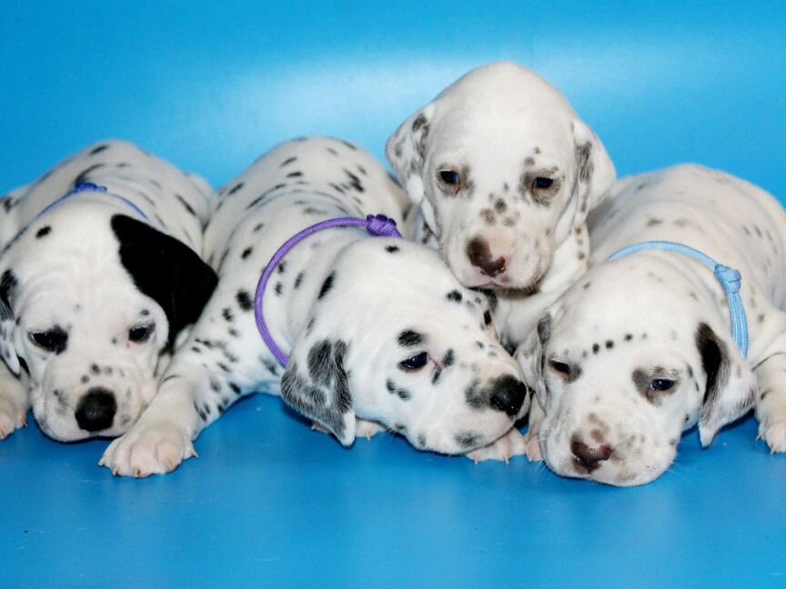 Малыши Далматина