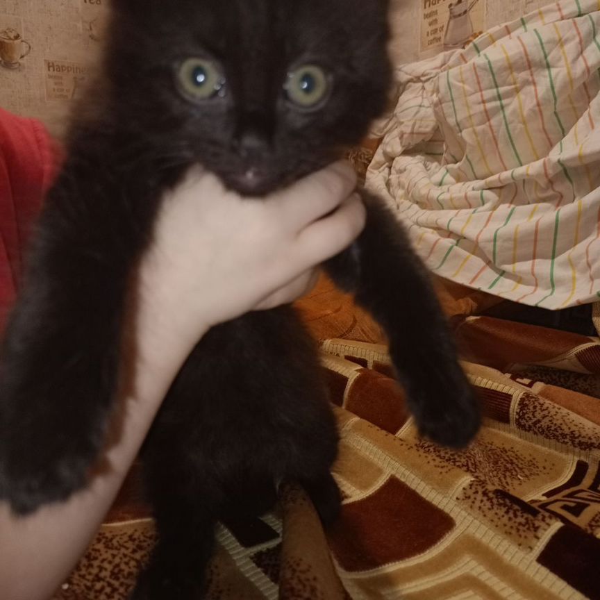 Черный котенок в добрые руки