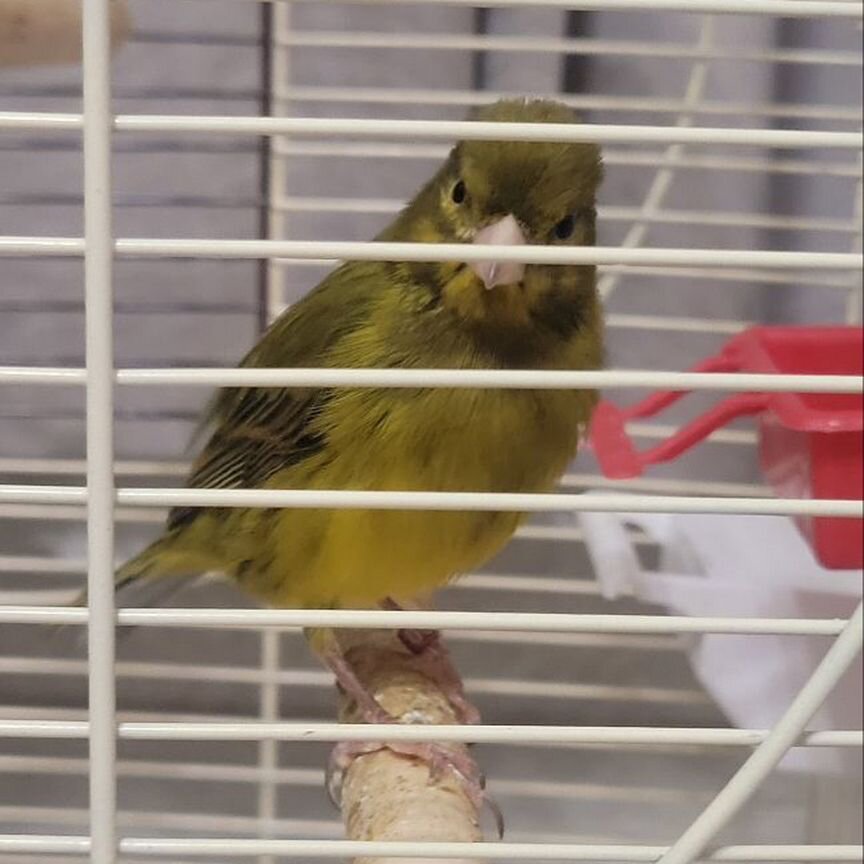 Канарейка с клеткой