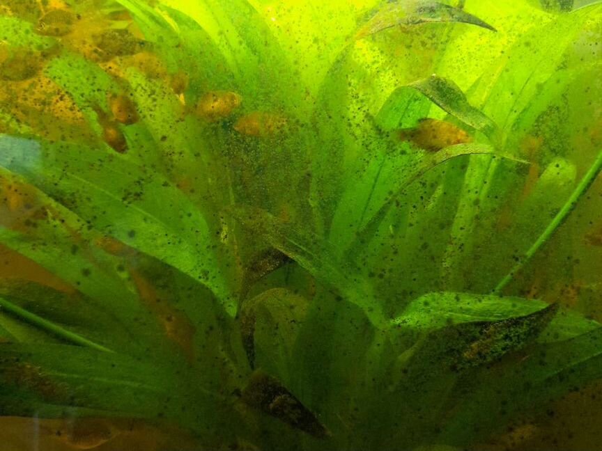 Аквариумное растение