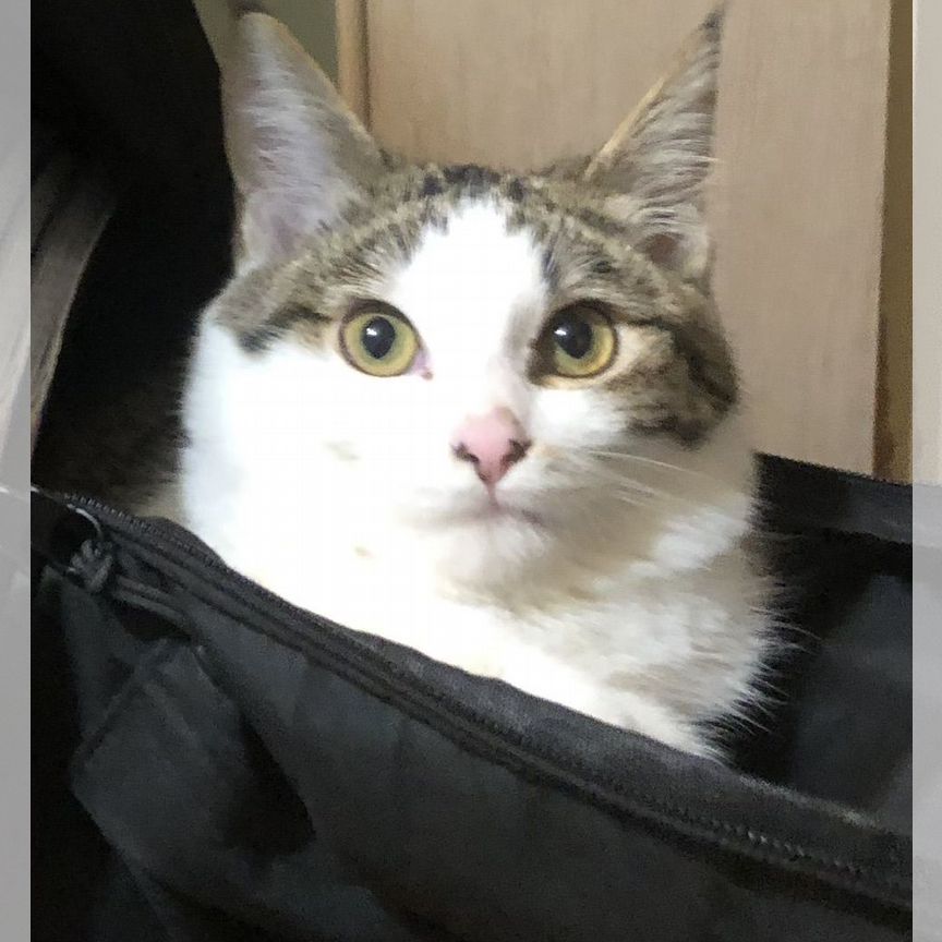 Котенок 6 месяцев