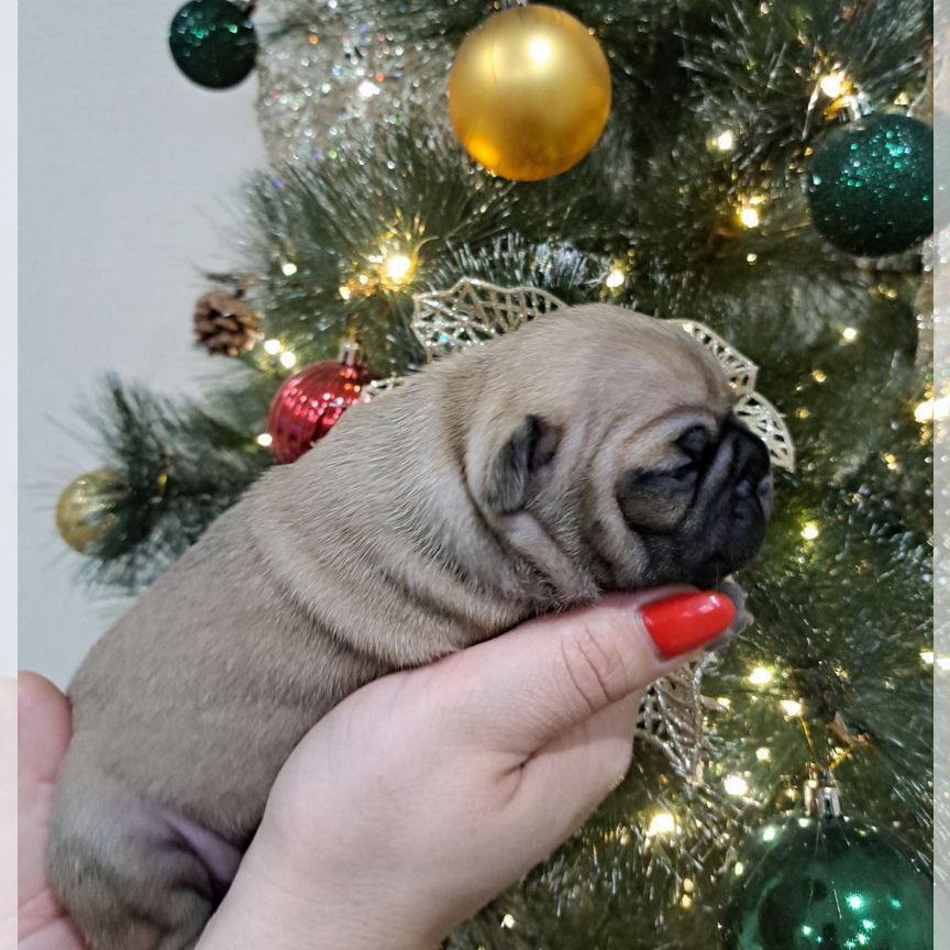 Французский бульдог, щенок