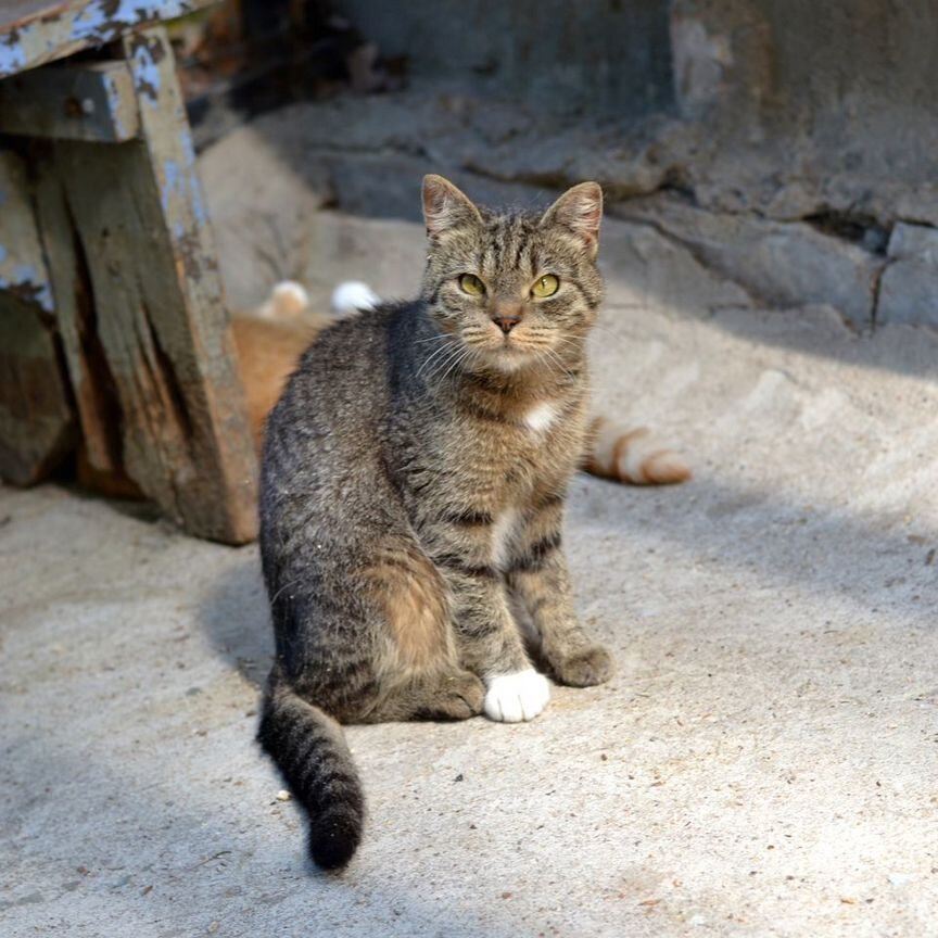 Диамара ищет дом