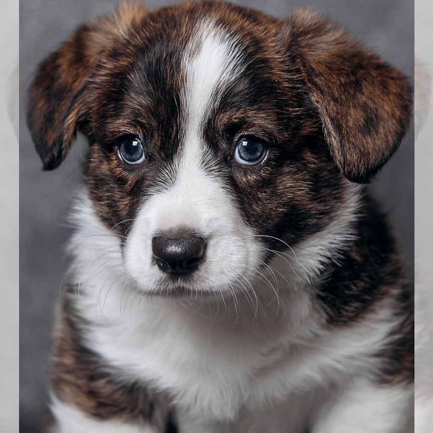 Вельш Корги Кардиган, щенок