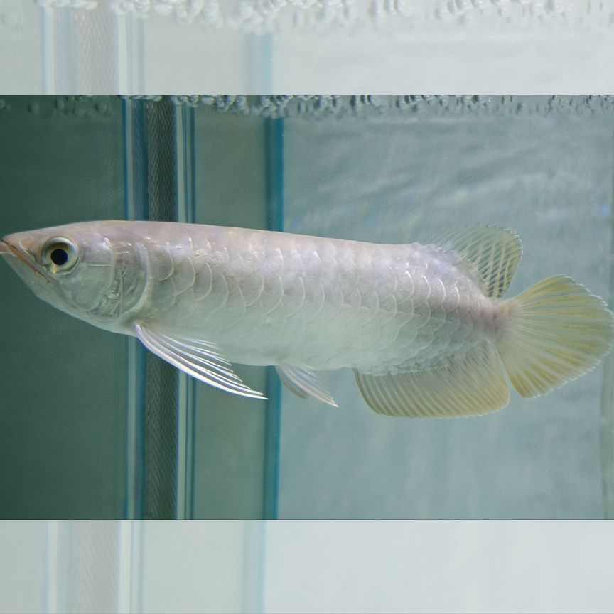 Арована золотая