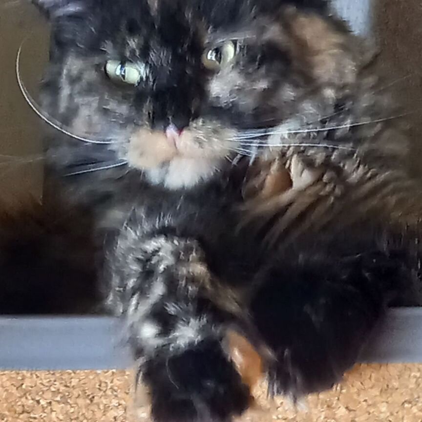 Кошечка майкун ищет кота