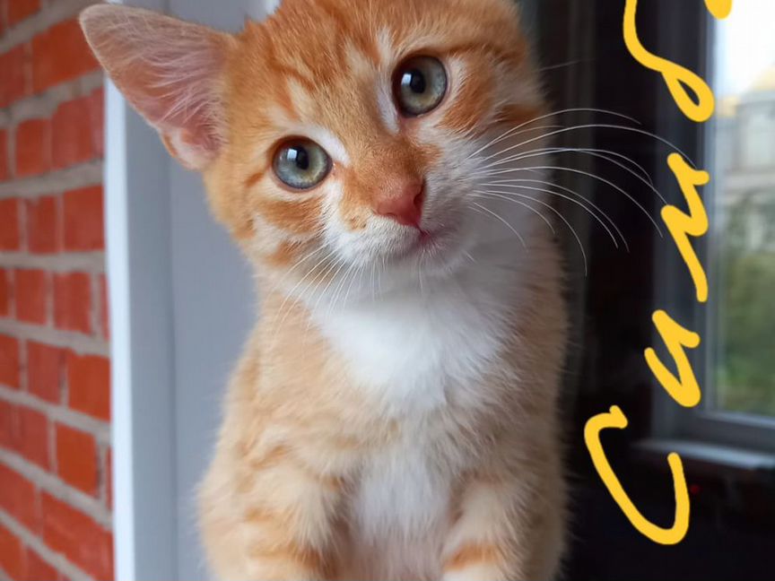 Котенок, бесплатно, рыжий