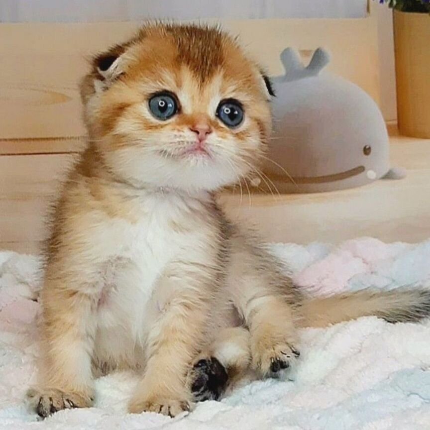 Шотландский вислоухий малыш