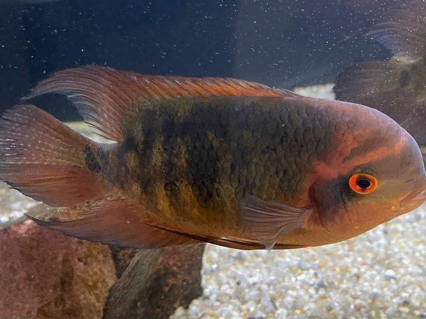 Рыба Цихлозома винная, бражник, смарагдовая