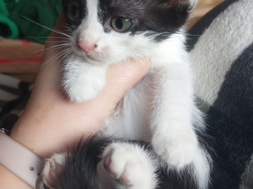 Котята Читайте описание внимательно