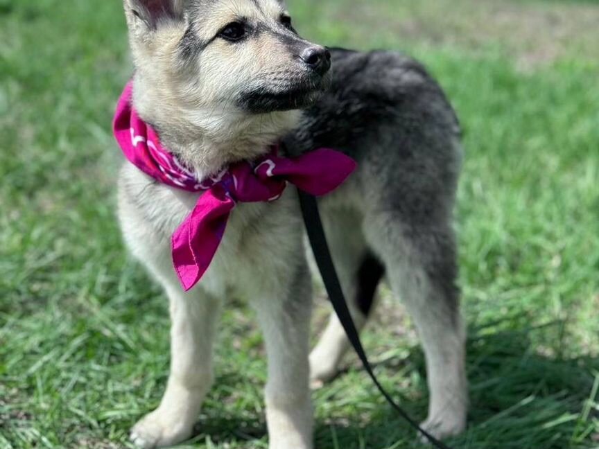 Девочка щенок из прюта в ответственные руки