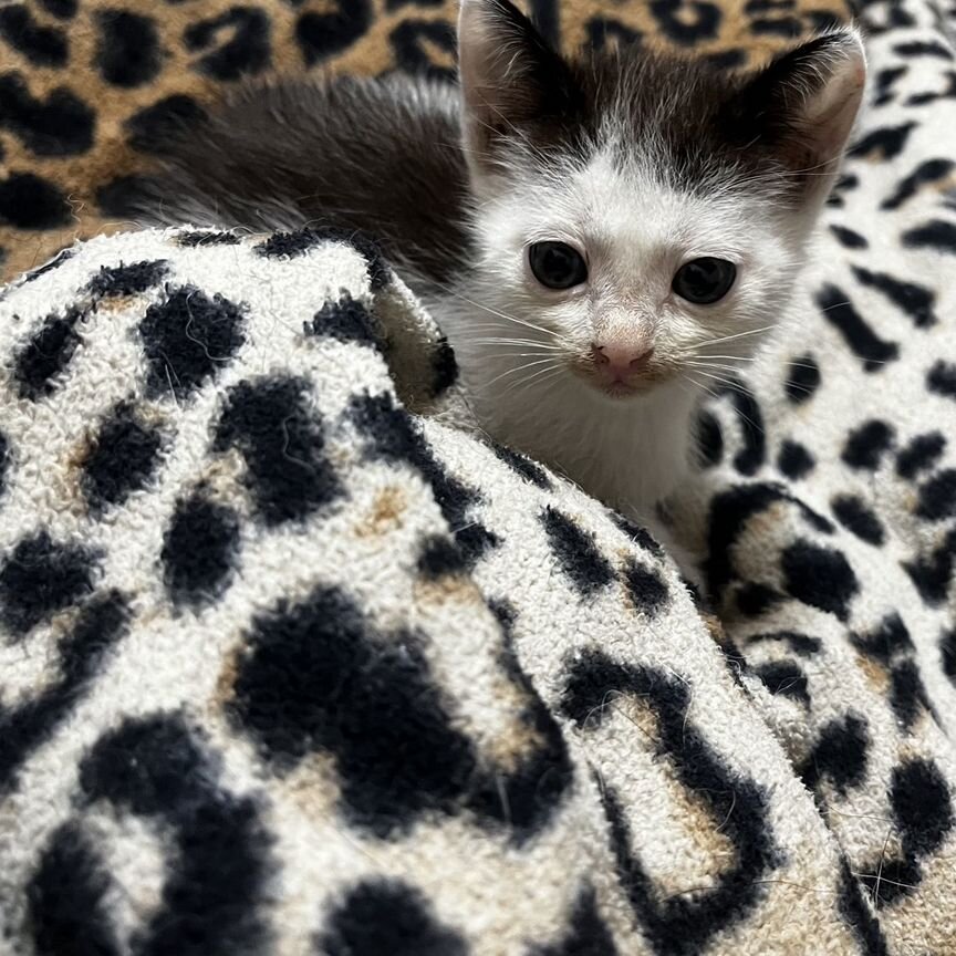 Отдам котенка в добрые руки