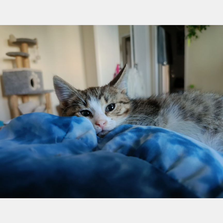 Котенок в добрые руки