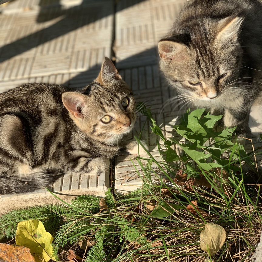 Котята в добрые руки