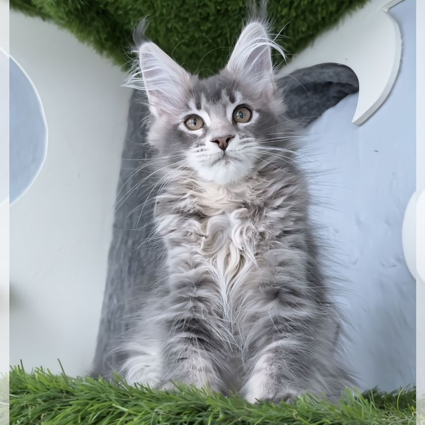 Мейн-кун котёнок