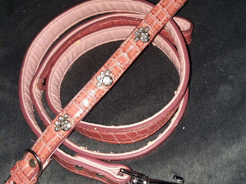 Ошейник для собак, одежда для собак