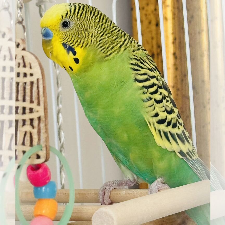 Волнистый попугай с клеткой москва