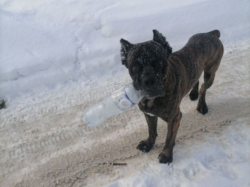 Кане корсо, ищем подругу