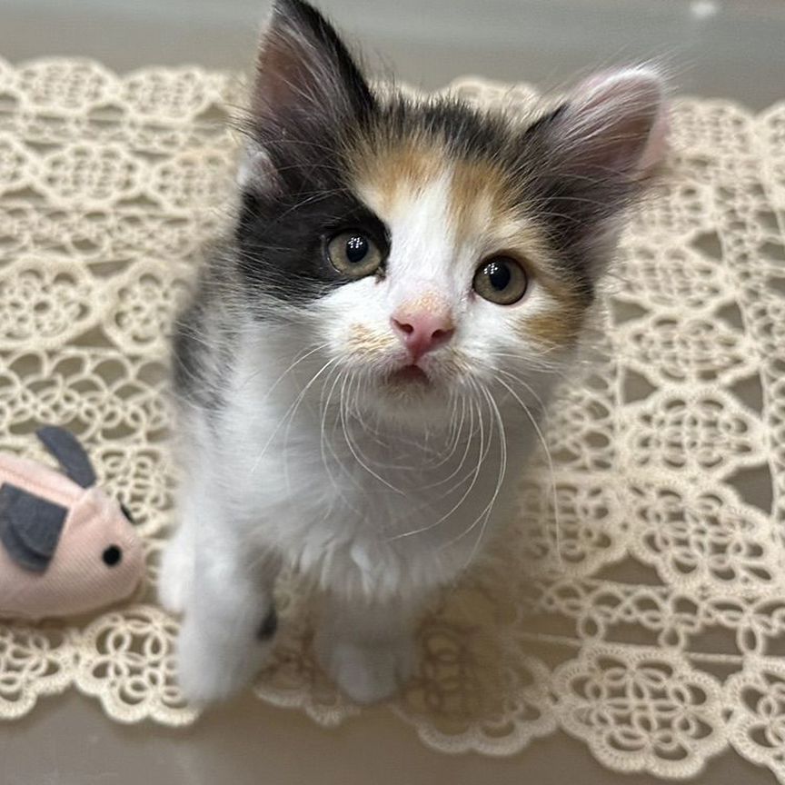 Котенок Фанта