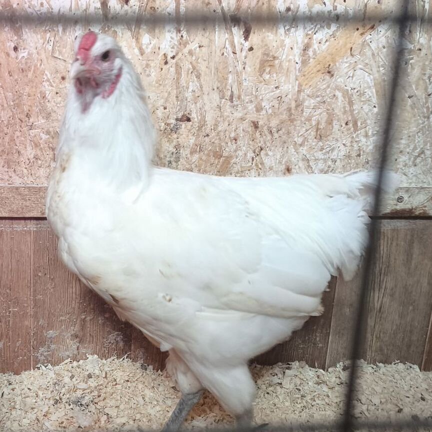 Петушки амерукана