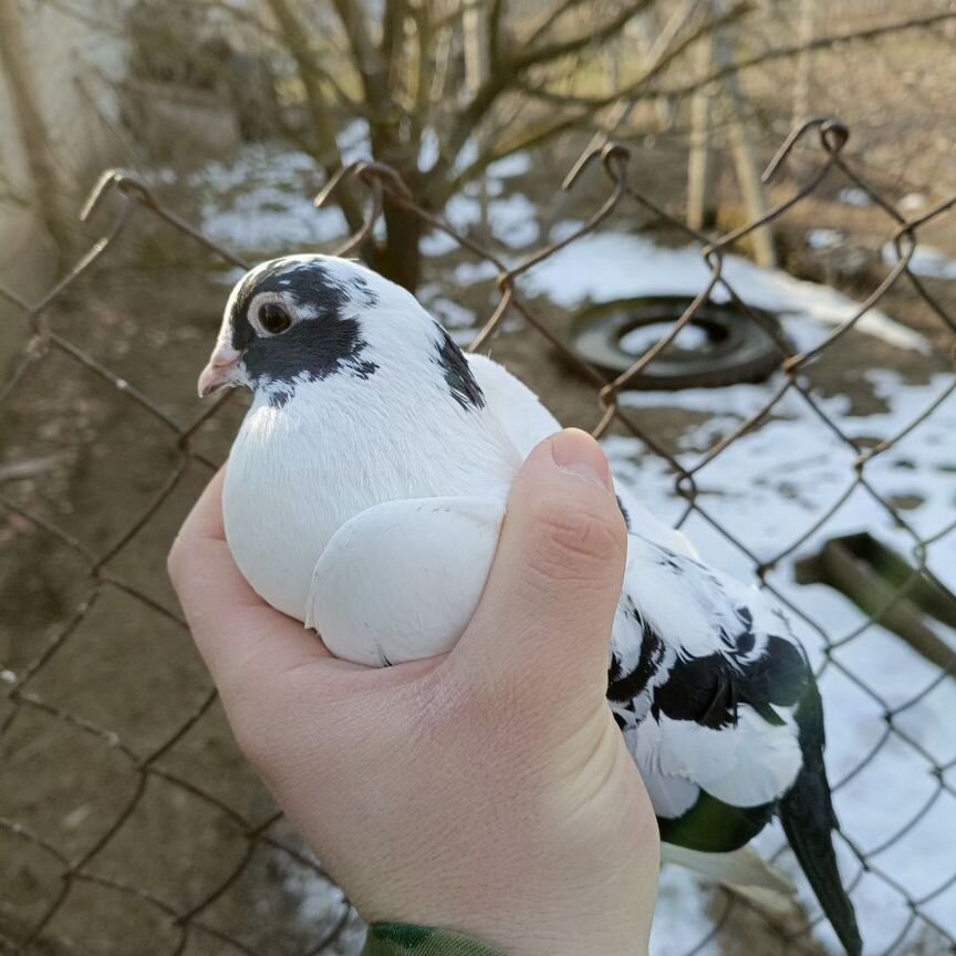 Бакинские голуби