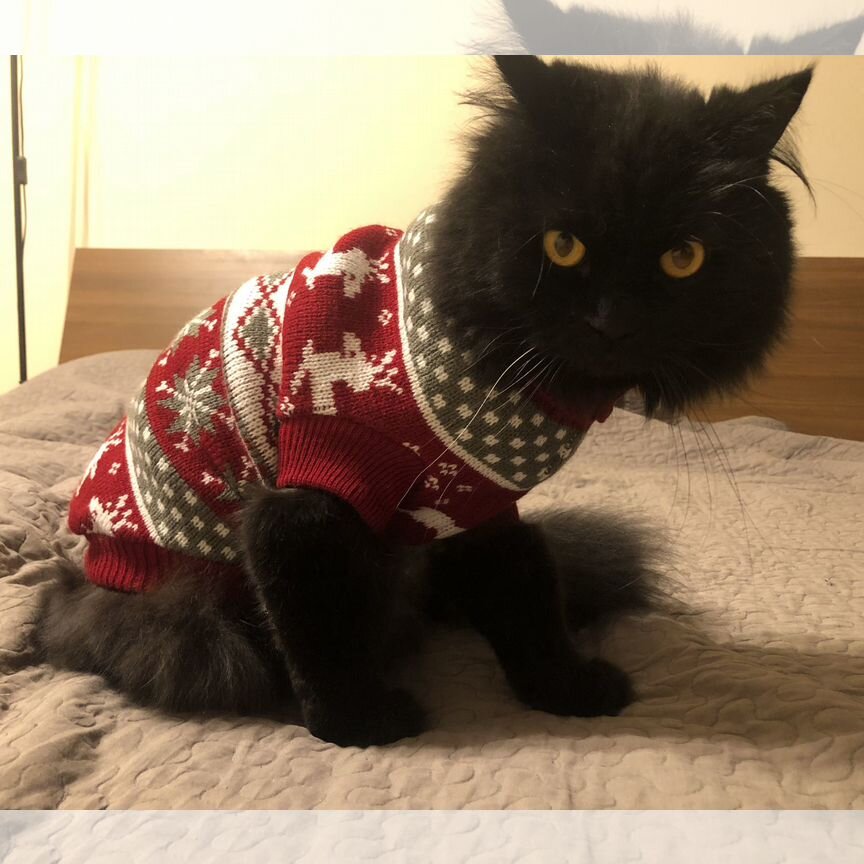 Костюм для кота, собаки Новогодний